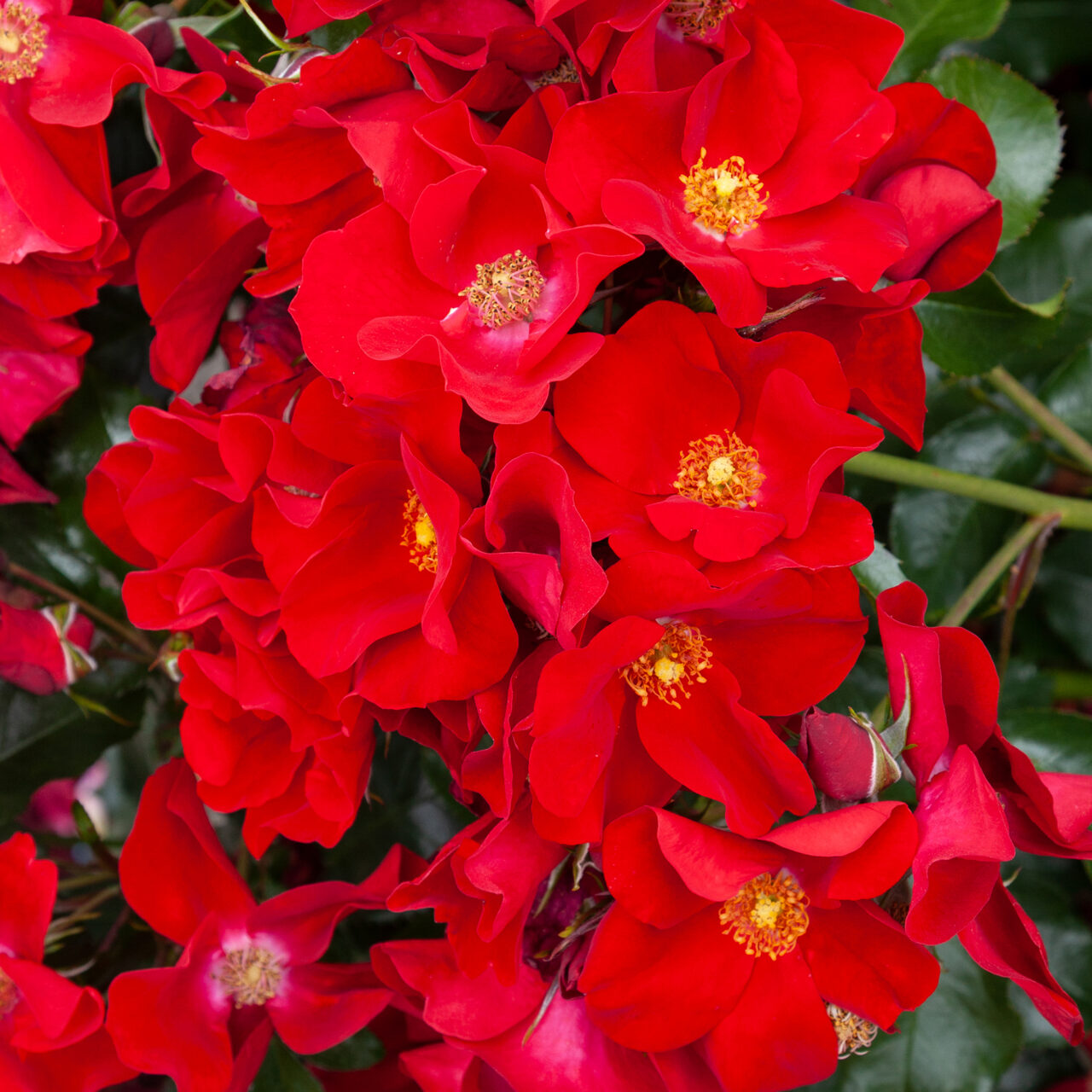 Buy Roses Online NZ | Rose Plants Delivered | Southern Roses