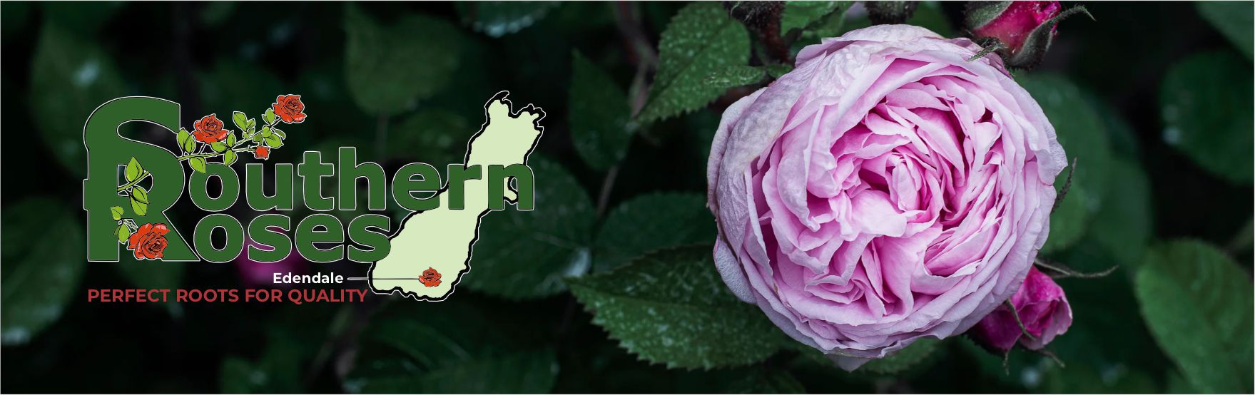 | Southern Roses