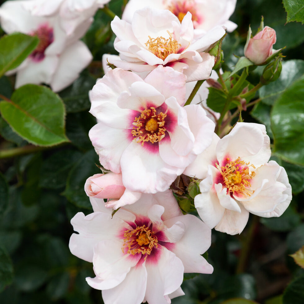 Buy Roses Online NZ | Rose Plants Delivered | Southern Roses